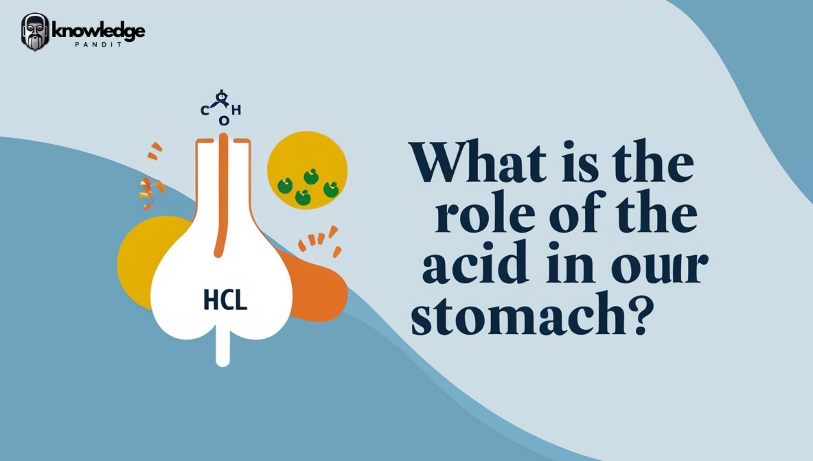 What is the Role of Acid in Our Stomach? - Functions, Facts